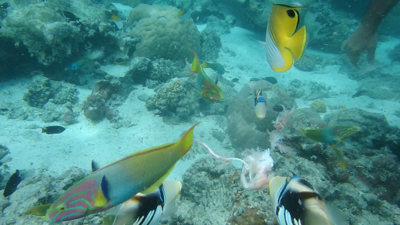 Feeding reef fish off of Rarotonga, Cook Islands - YouTube