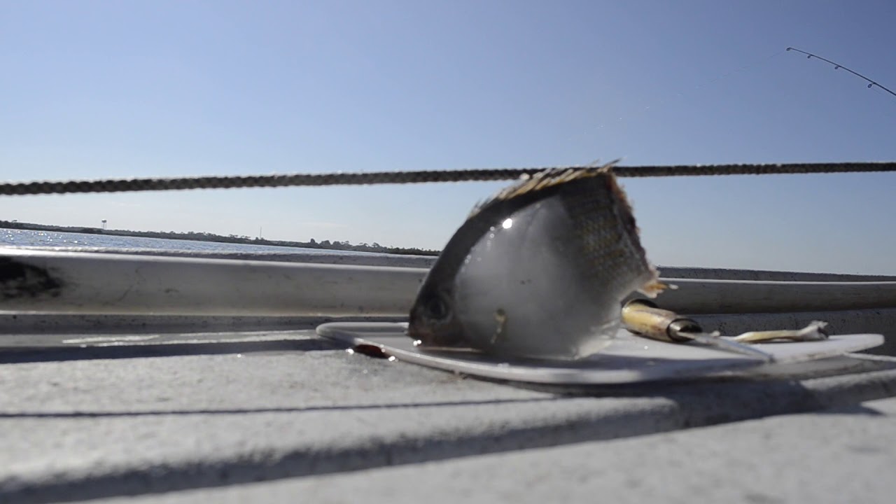 Melting fish time laps - YouTube