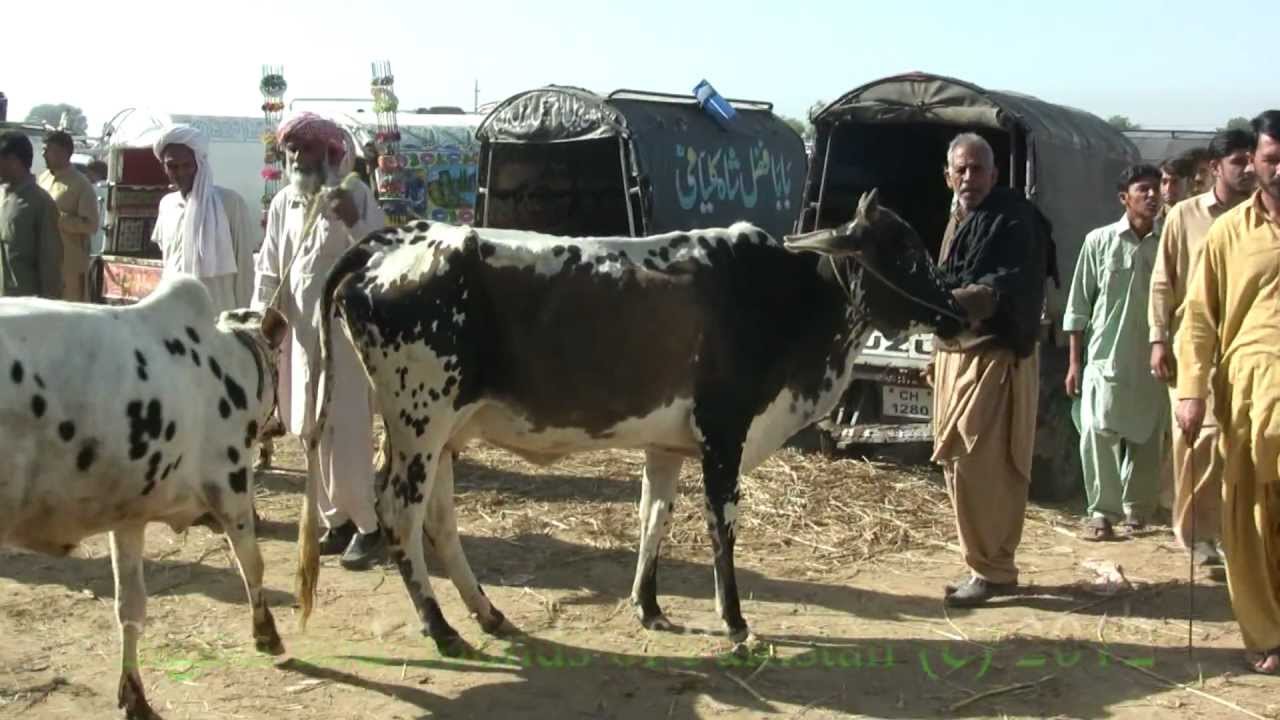 Cattle Market Gujar Khan Pakistan | Baqra Mandi Pakistan - YouTube