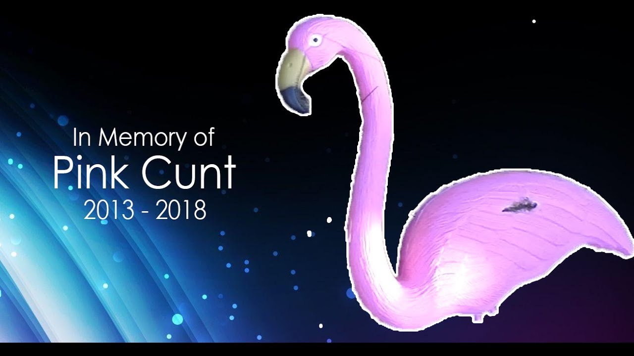 R I P Flamingo - YouTube