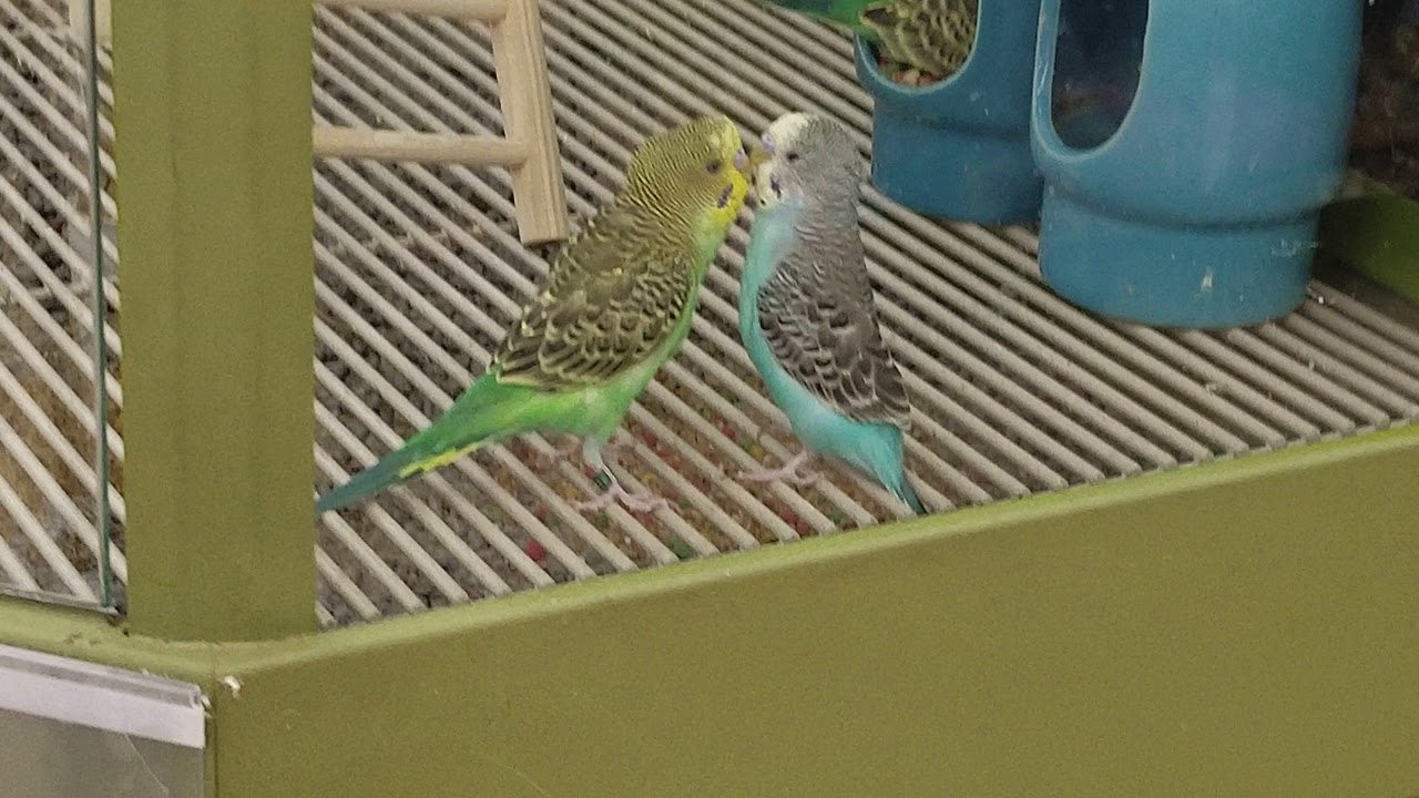 Parakeet kissing, dancing, petsmart trip - YouTube