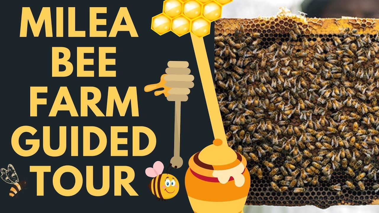 Milea Bee Farm Guided Tour Part 2 - YouTube