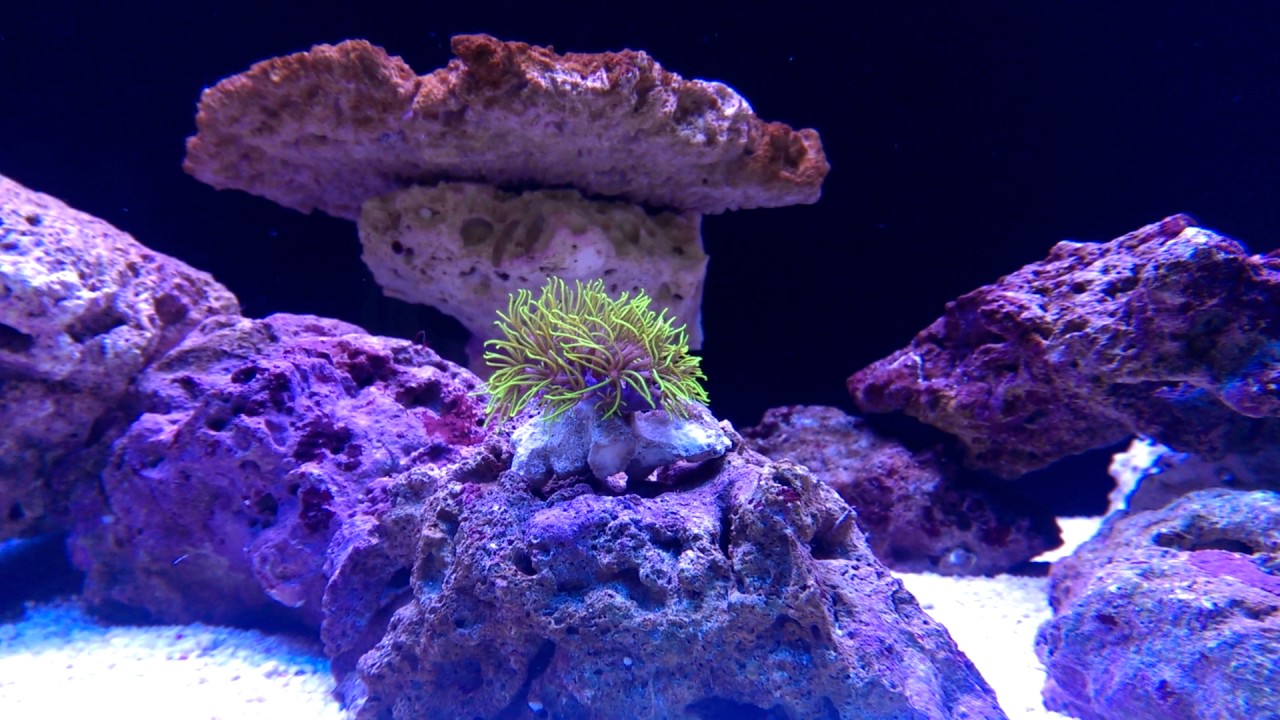 Reef tank easy to keep GSP coral frag - YouTube