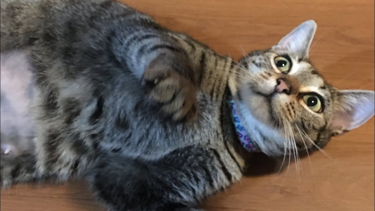 Bruh Cat Moment 2 | The Squeak ual - YouTube