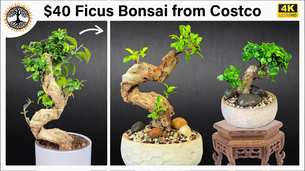 $40 Ficus Bonsai from Costco - YouTube