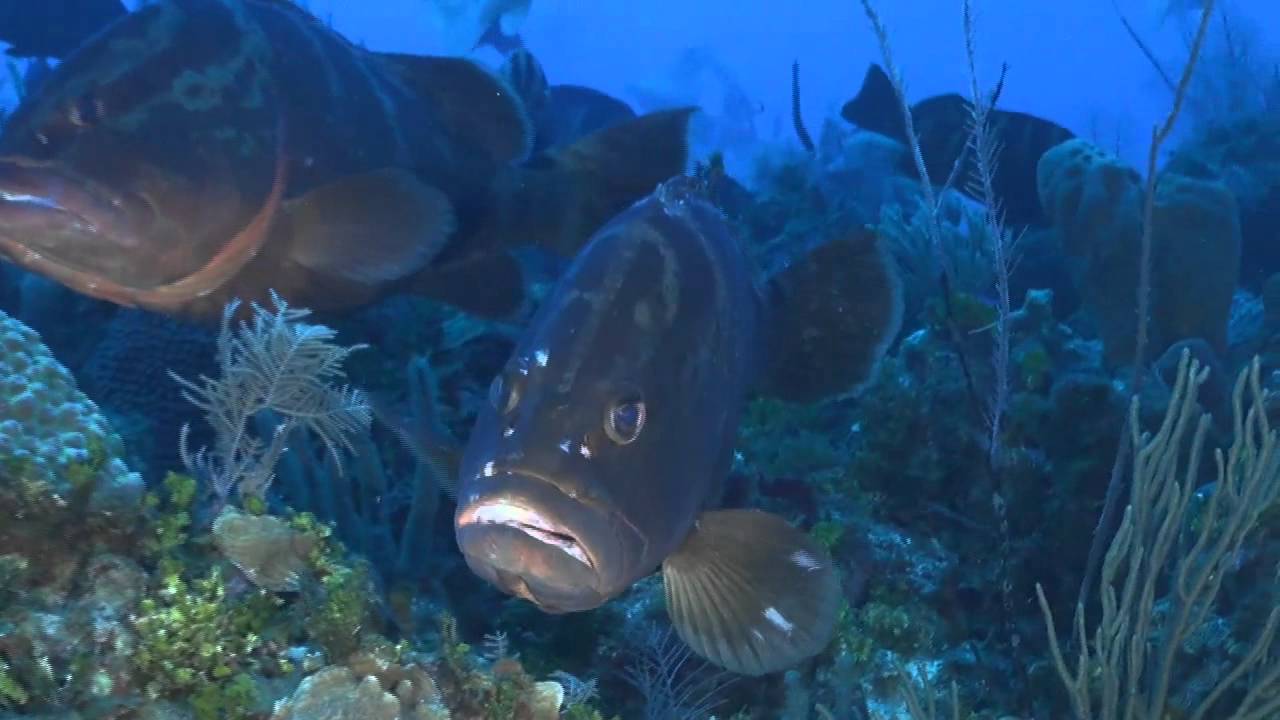 "Grouper Moon" Pt. 2 - YouTube