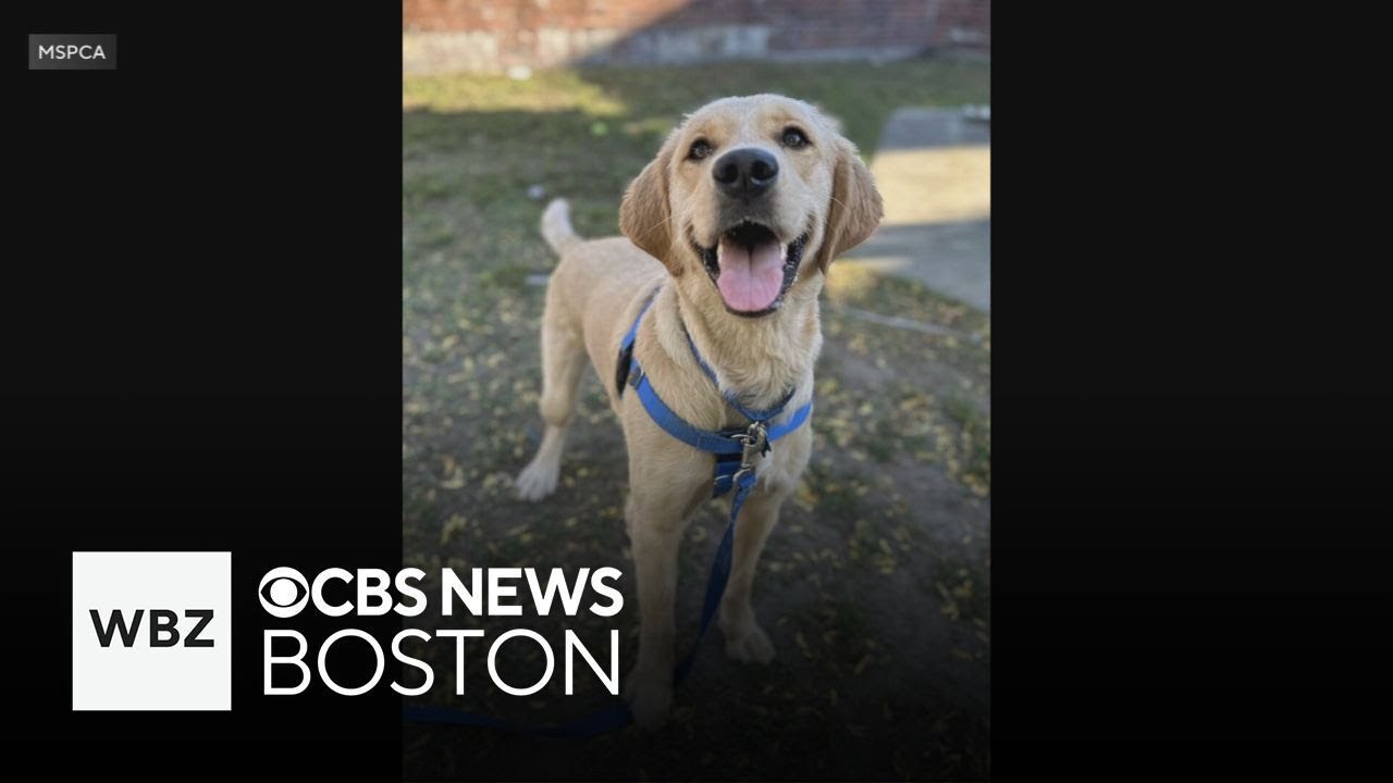 MSPCA helping animals affected by Hurricane Helene in North Carolina ...