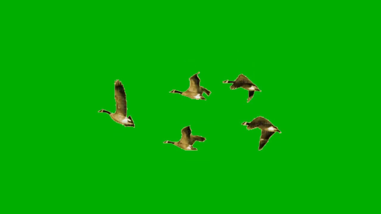 Birds flying | Free Green Screen Effect - YouTube