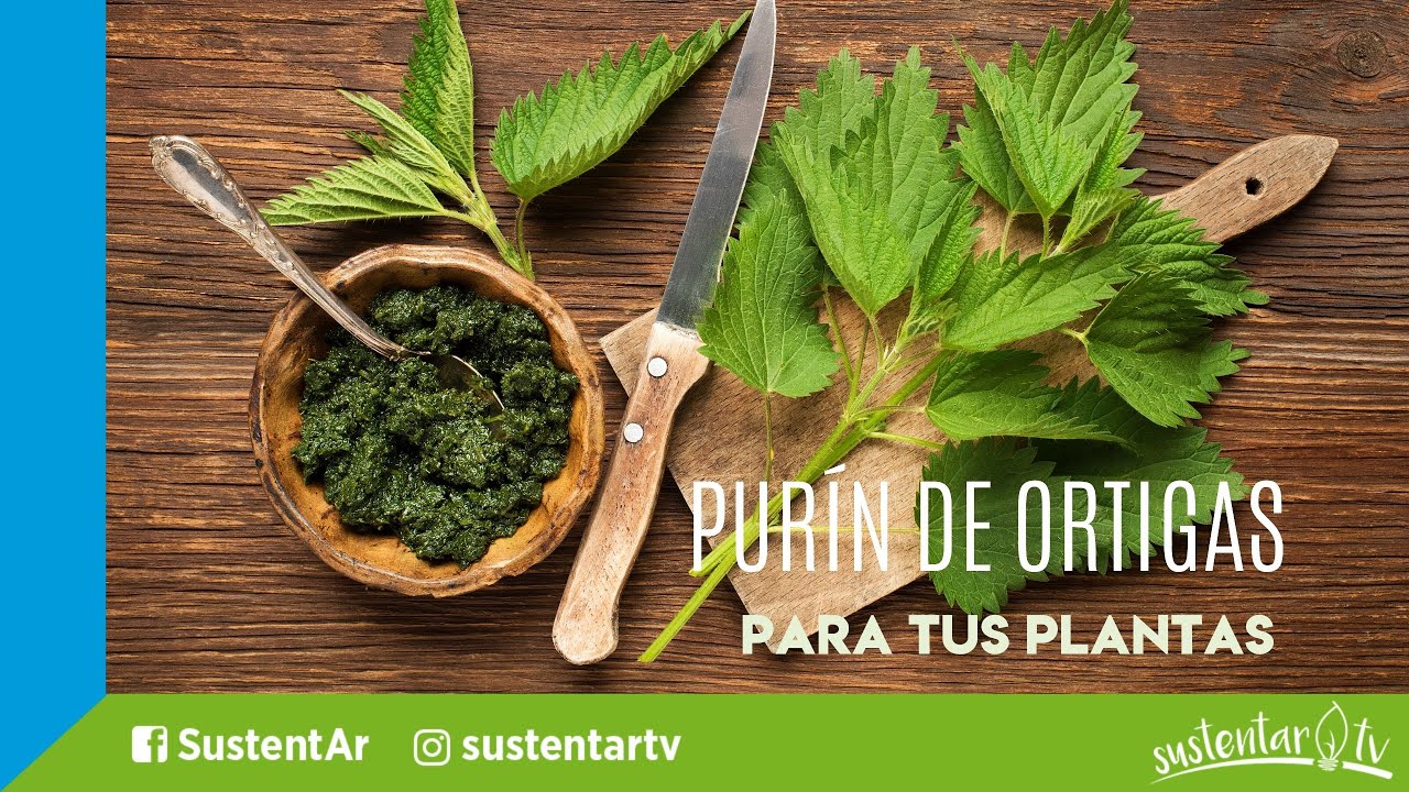 Purin de ortigas, paso a paso como hacerlo - YouTube