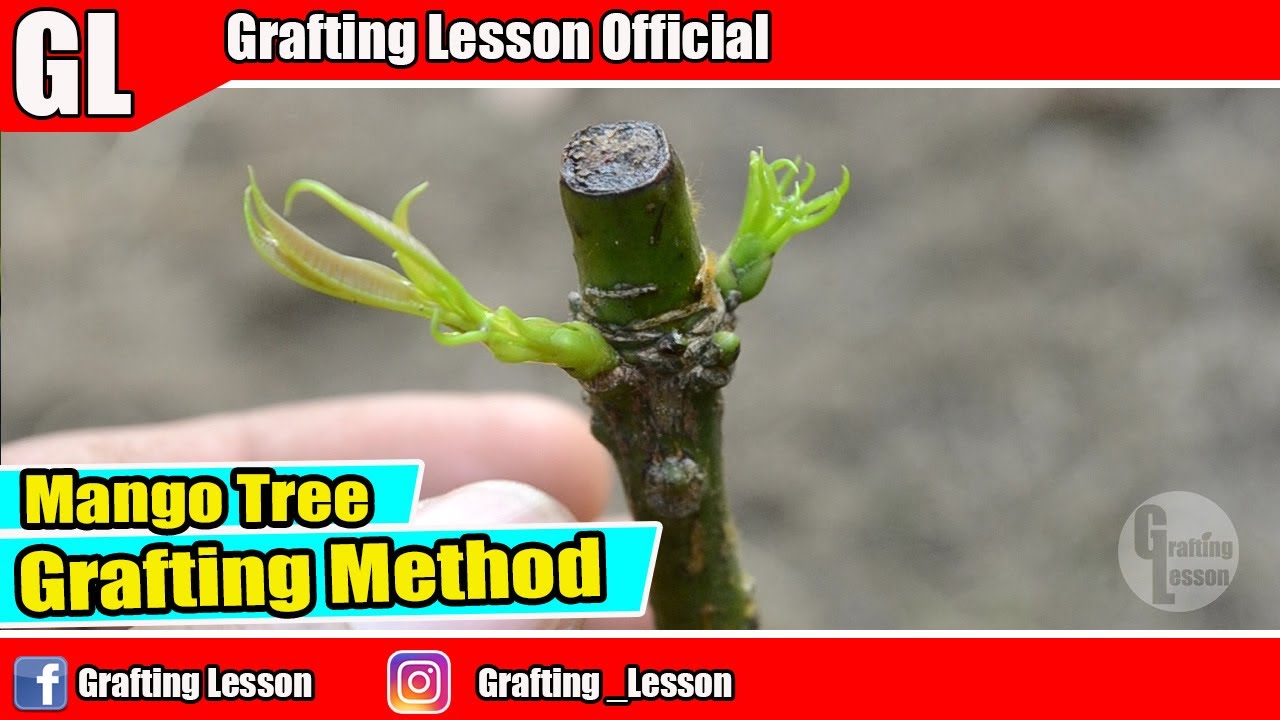 Mango Tree Grafting Baby Mango Tree As Rootstock - YouTube