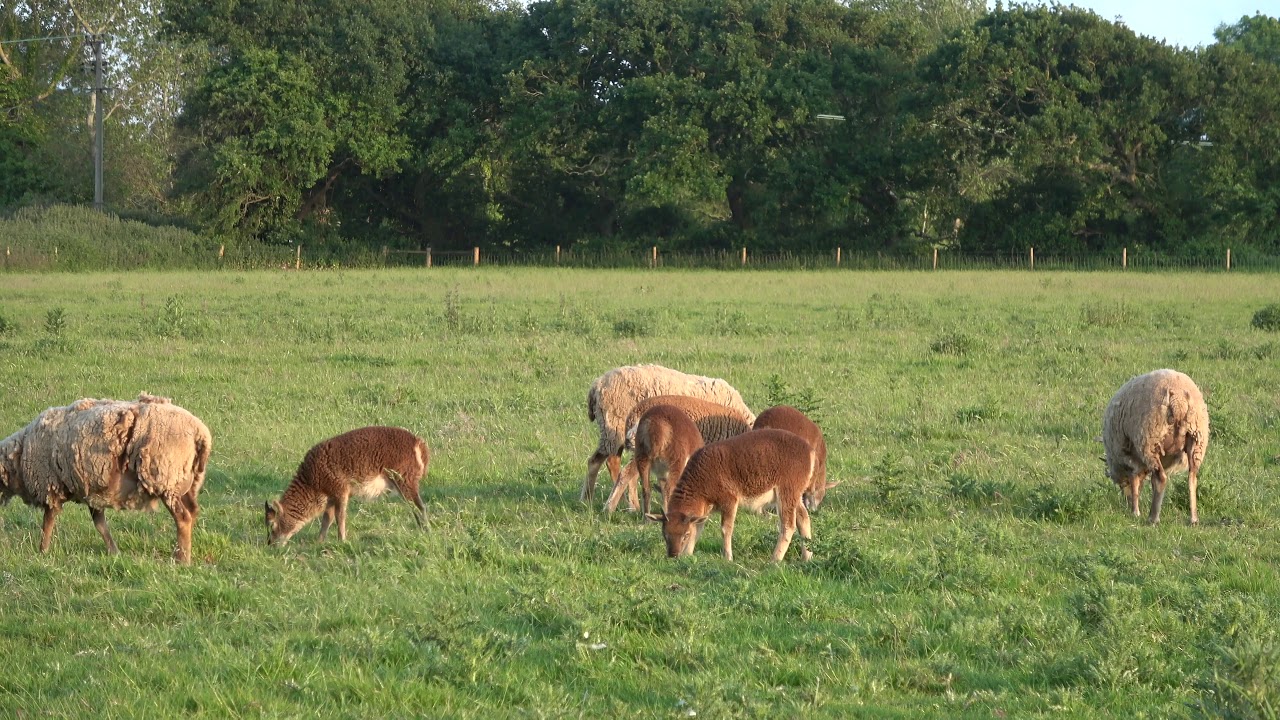 Castle Milk Moorit sheep - YouTube