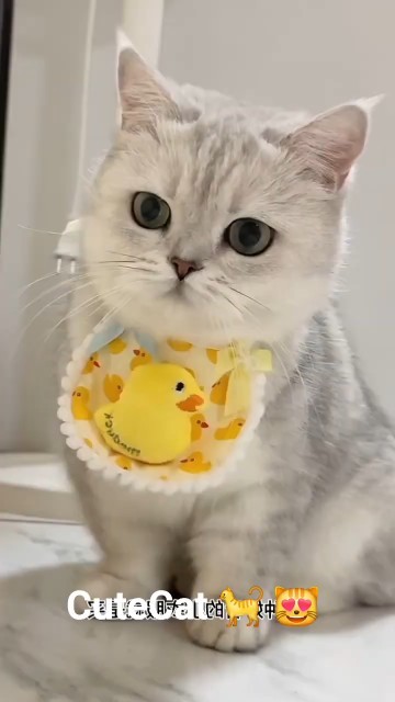Cute Meow 😻 🐈 🥰 #cat #catlovers #shorts - YouTube