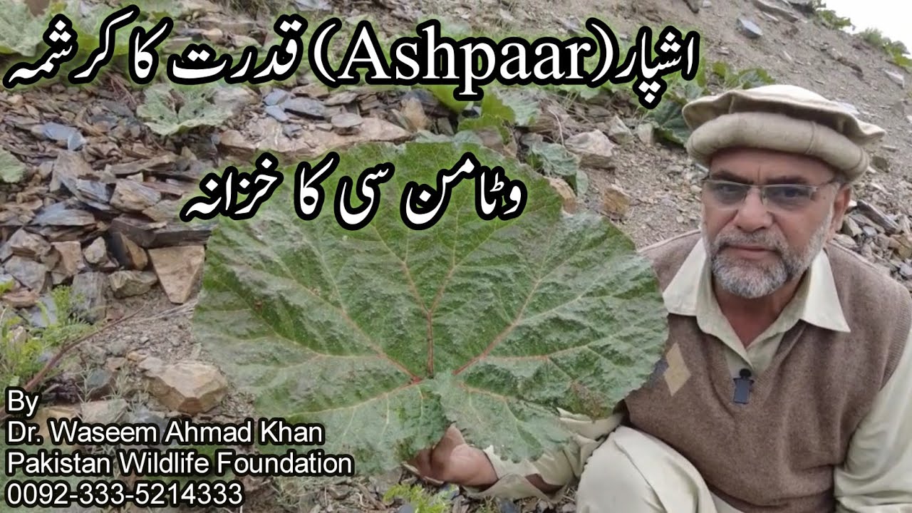 Ashpaar A Miraculous Plant | Local Plants of Pakistan | Ashpaar A Risch ...
