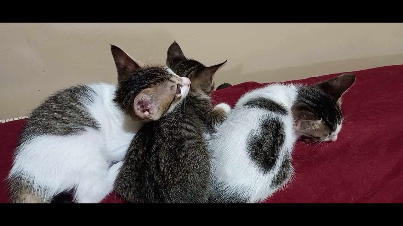 Cute Puspin Kittens - YouTube