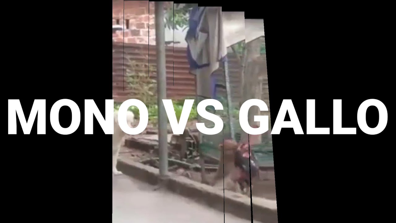MONO BUSCA PELEA CON GALLO QUIEN GANARA ? - YouTube