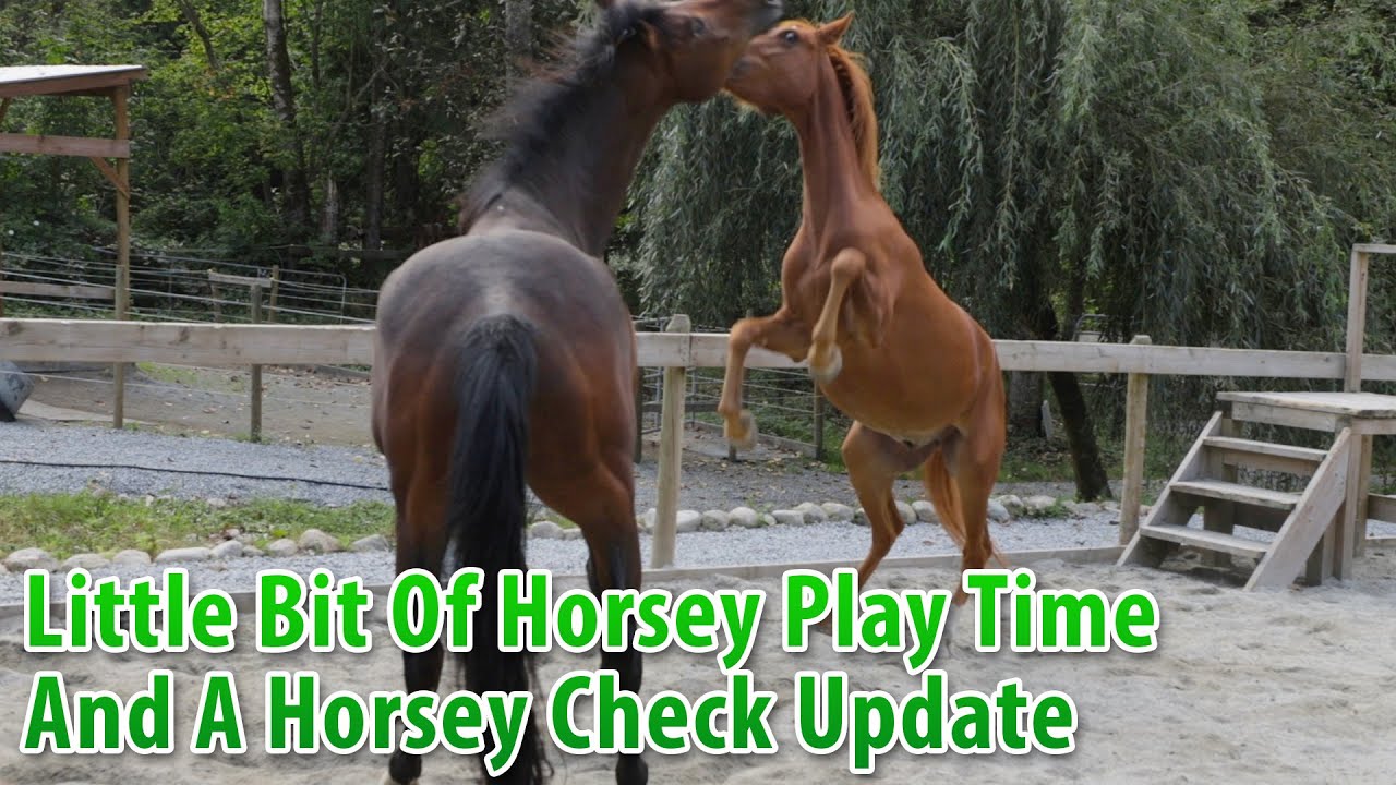 Little Bit Of Horsey Play Time And A Horsey Check Update Around Here ...