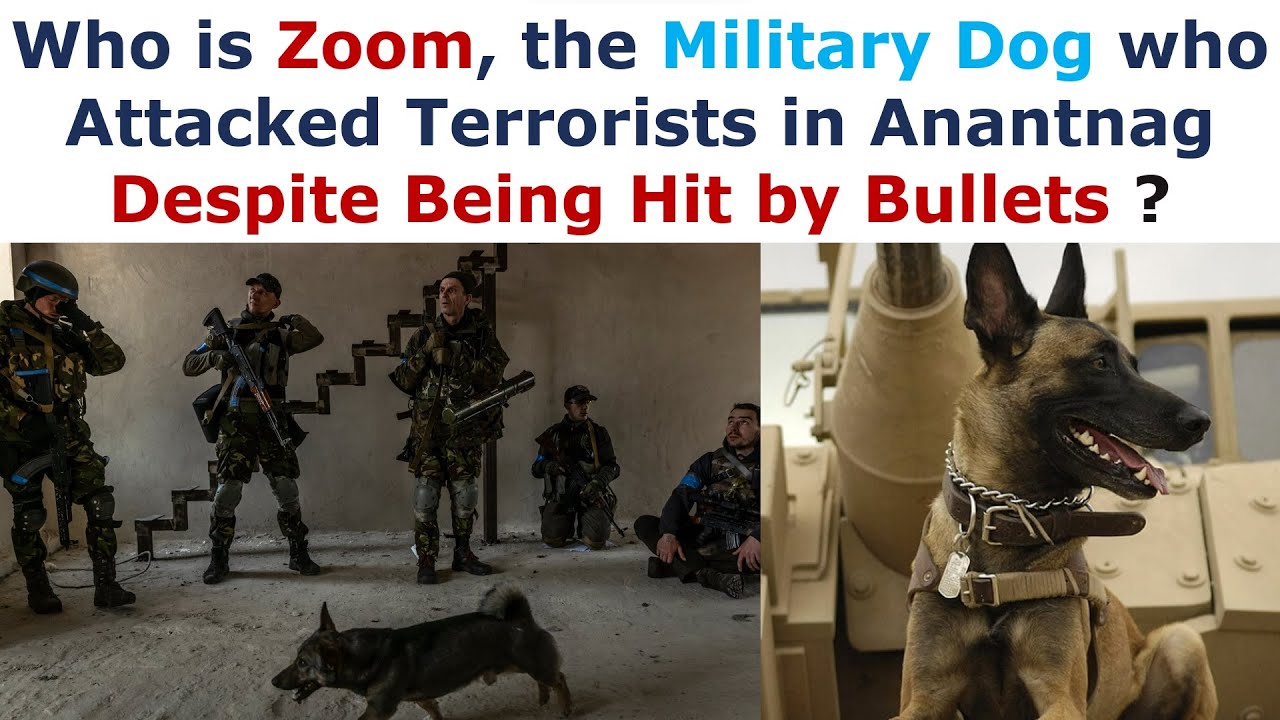 Who is Zoom, the Military Dog who Attacked T***ists in Anantnag Despite ...
