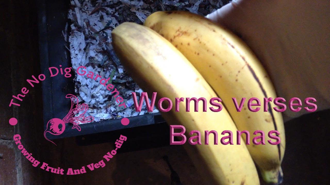 Wormcity Wormery review Vermicomposting part 4 - YouTube