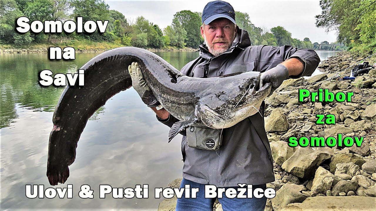 Somovi rijeke Save, Ulovi & Pusti revir Brežice - Moj pribor za somolov ...