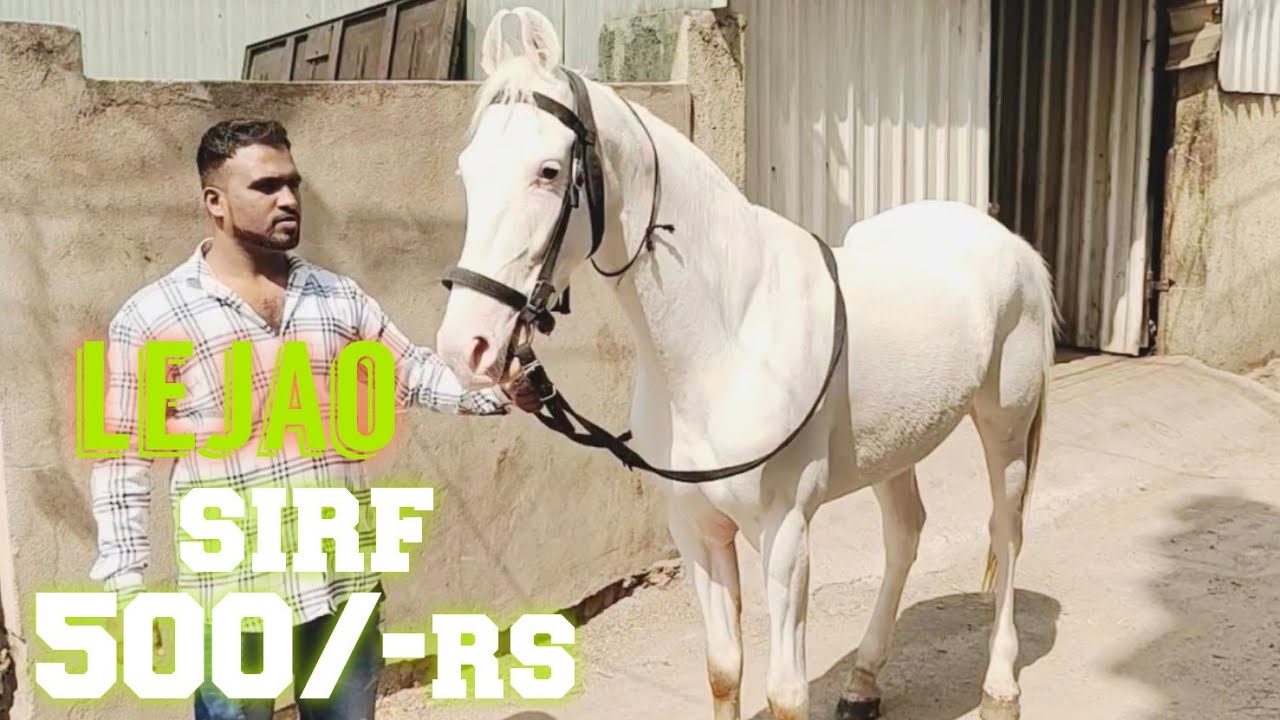 marwadi nukra ghoda aur ghodiya in Hyderabad | shadi baraat ke ghode ...