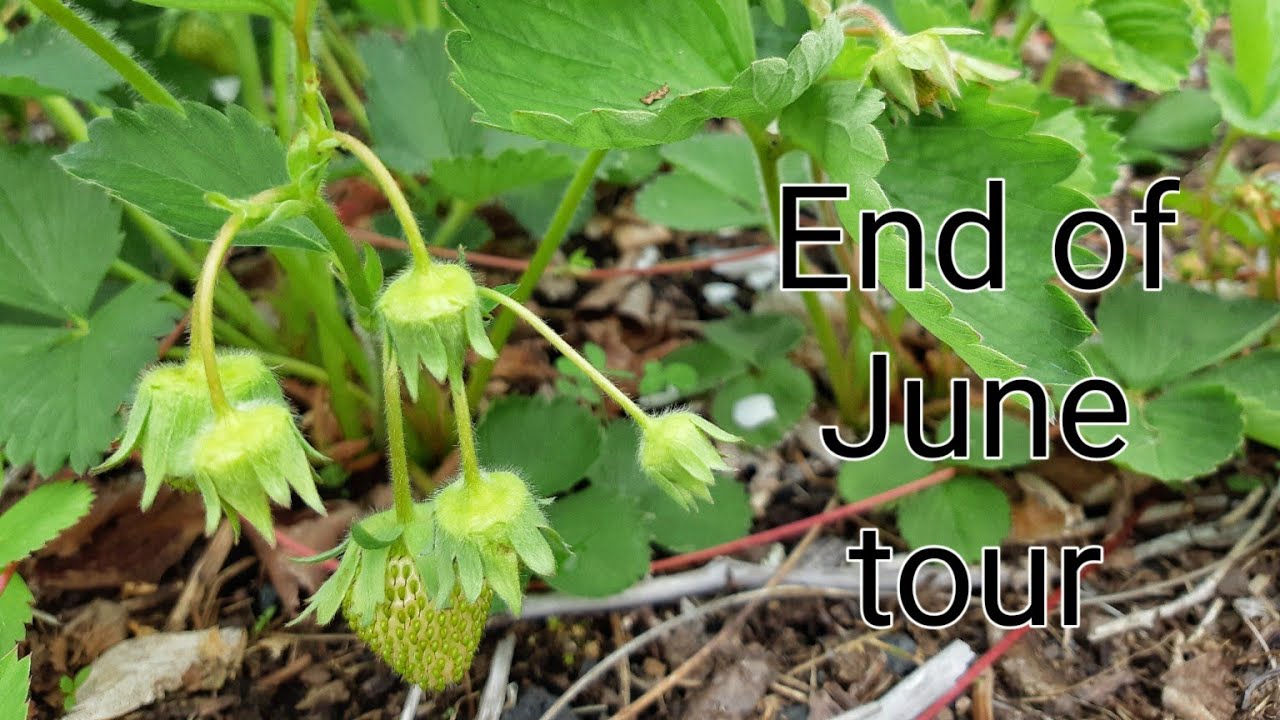 What s Going On End Of June YouTube what-s-going-on-end-of-june-youtube