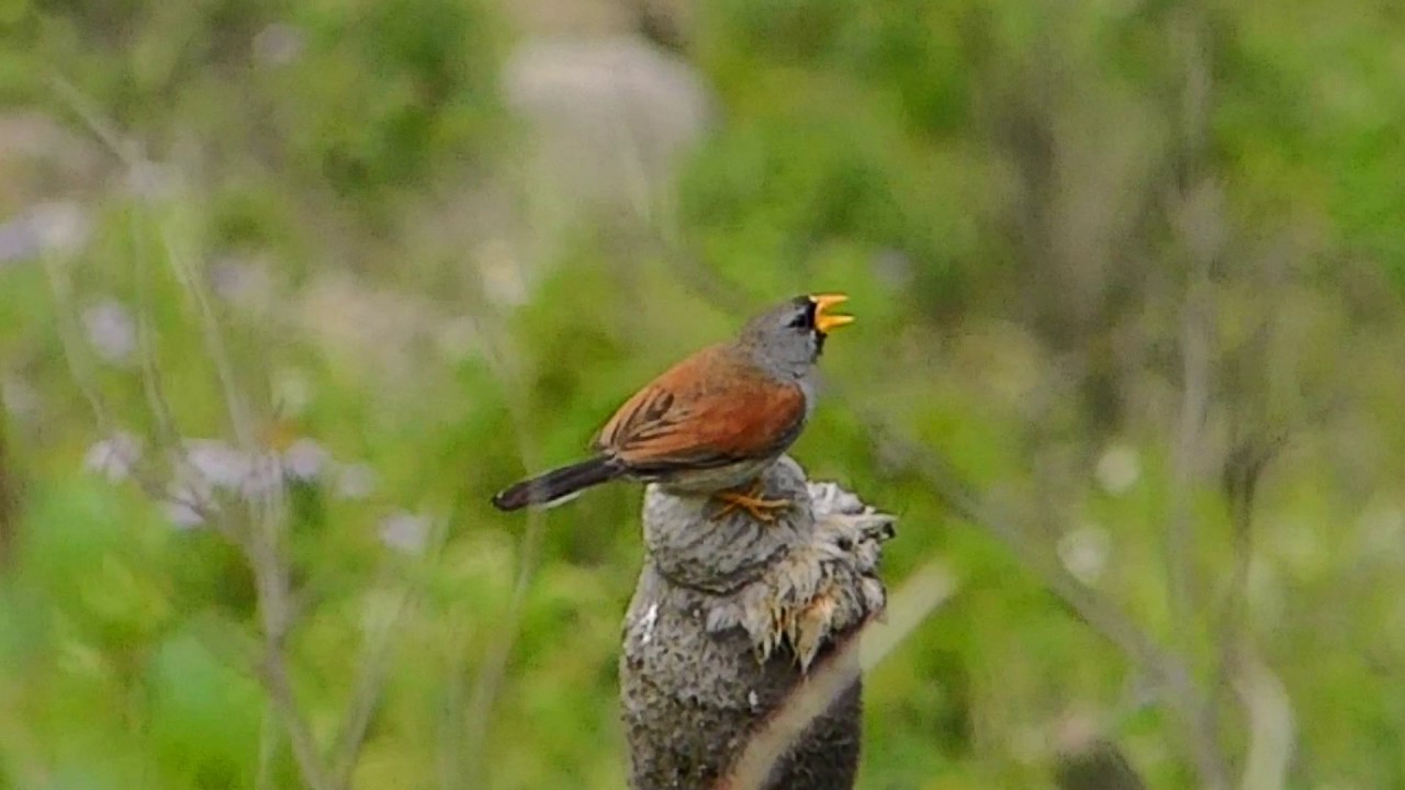 Inca FInch Great 130 - YouTube