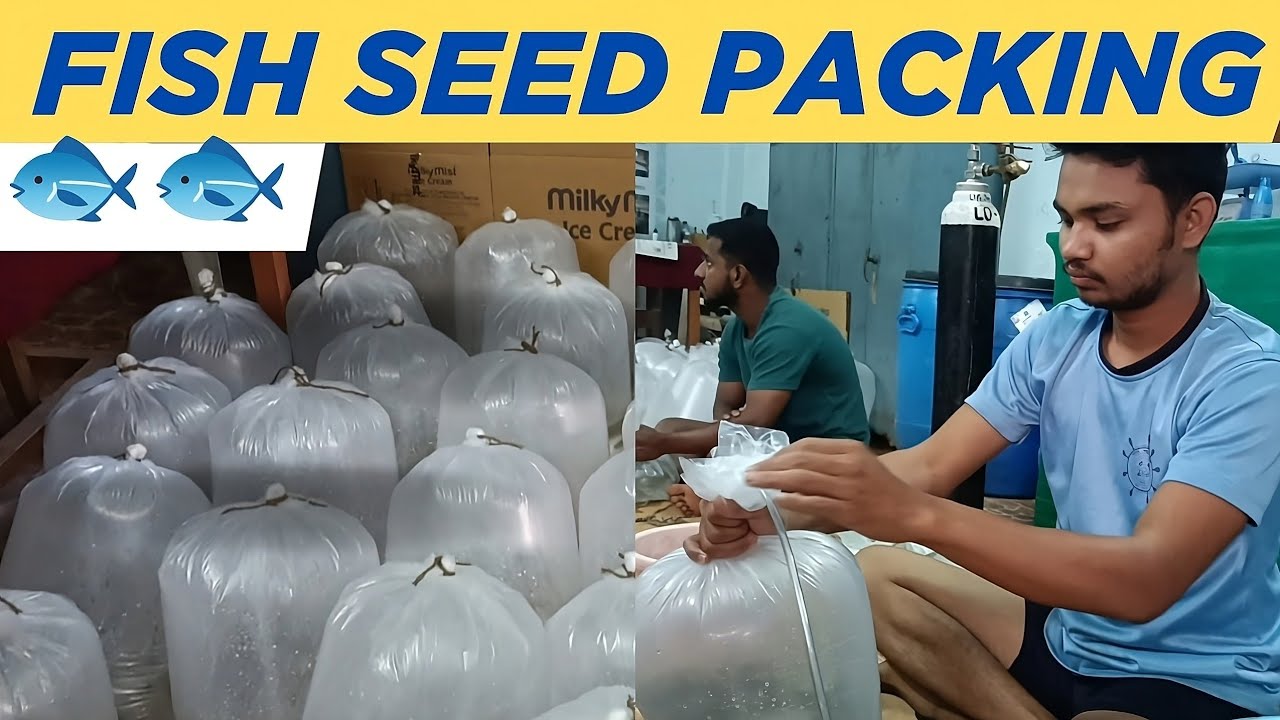 IMC Fish 🐟 Seed packing Techniques | Fish Seed Oxygen bag pack | मछली ...