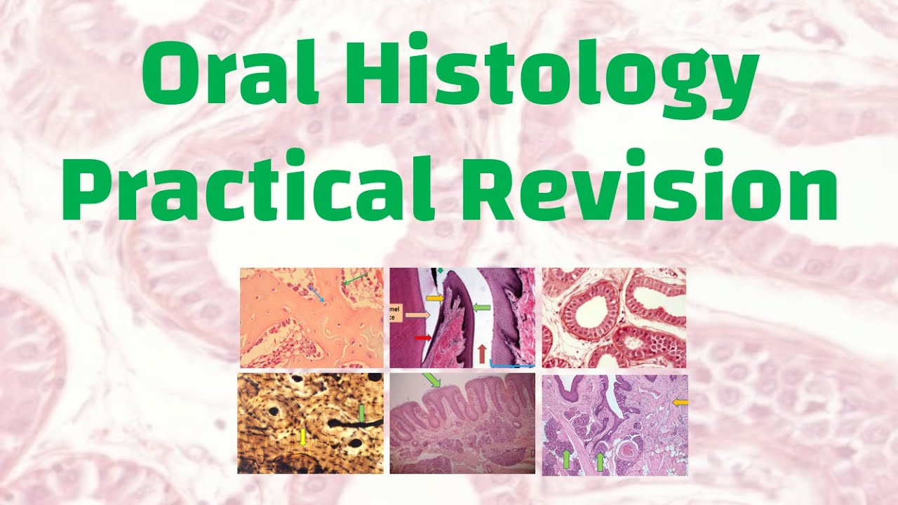 Oral Histology Practical Revision - YouTube