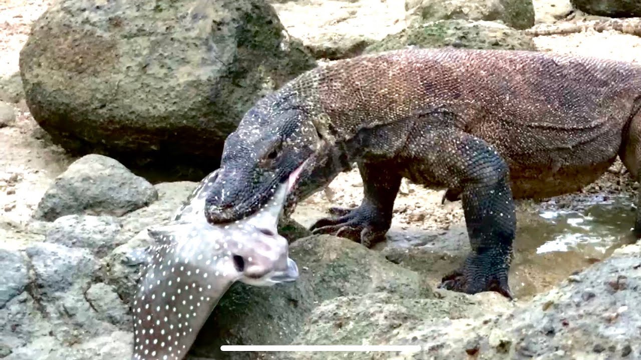 Komodo dragon swallows stingray fish for seafood eating show! - YouTube