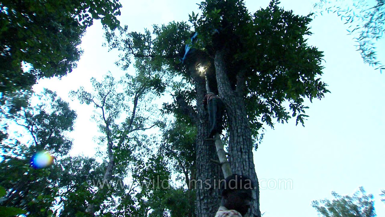 High tree house of an Indian tribe that lives on trees! - YouTube