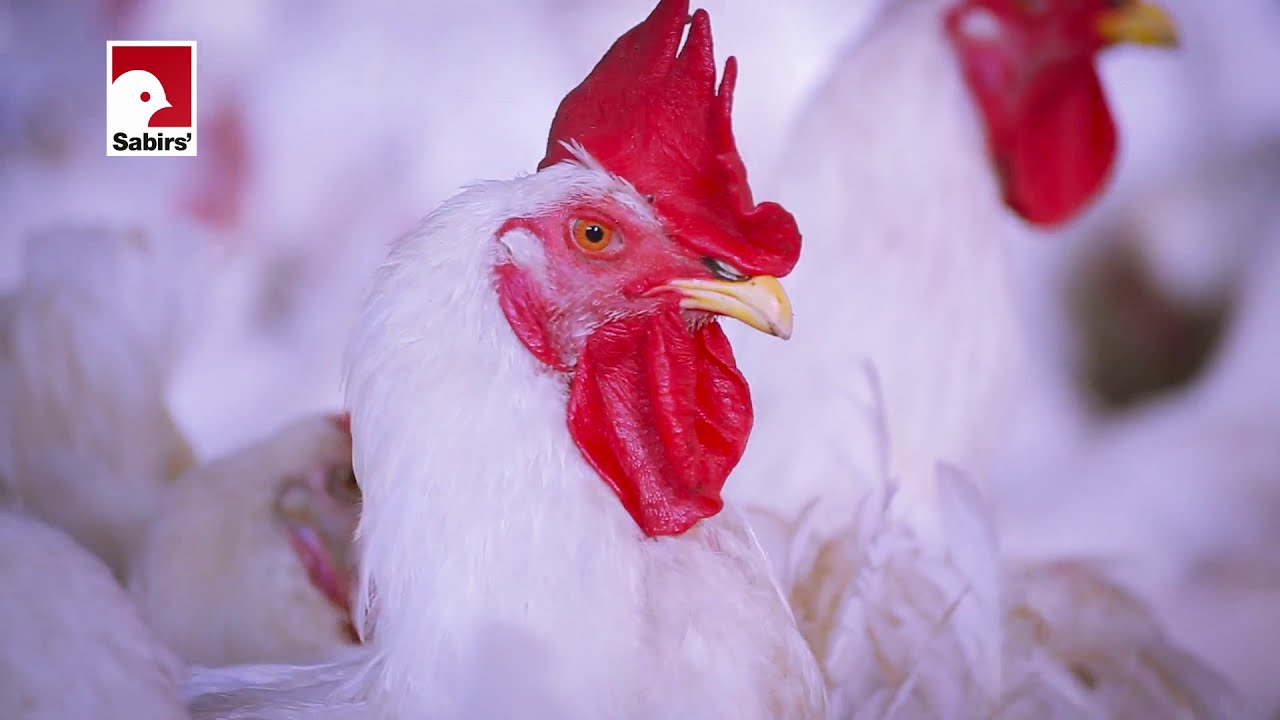 Documentary | Poultry Documentary |Poultry Industry Documentary|Sabir's ...