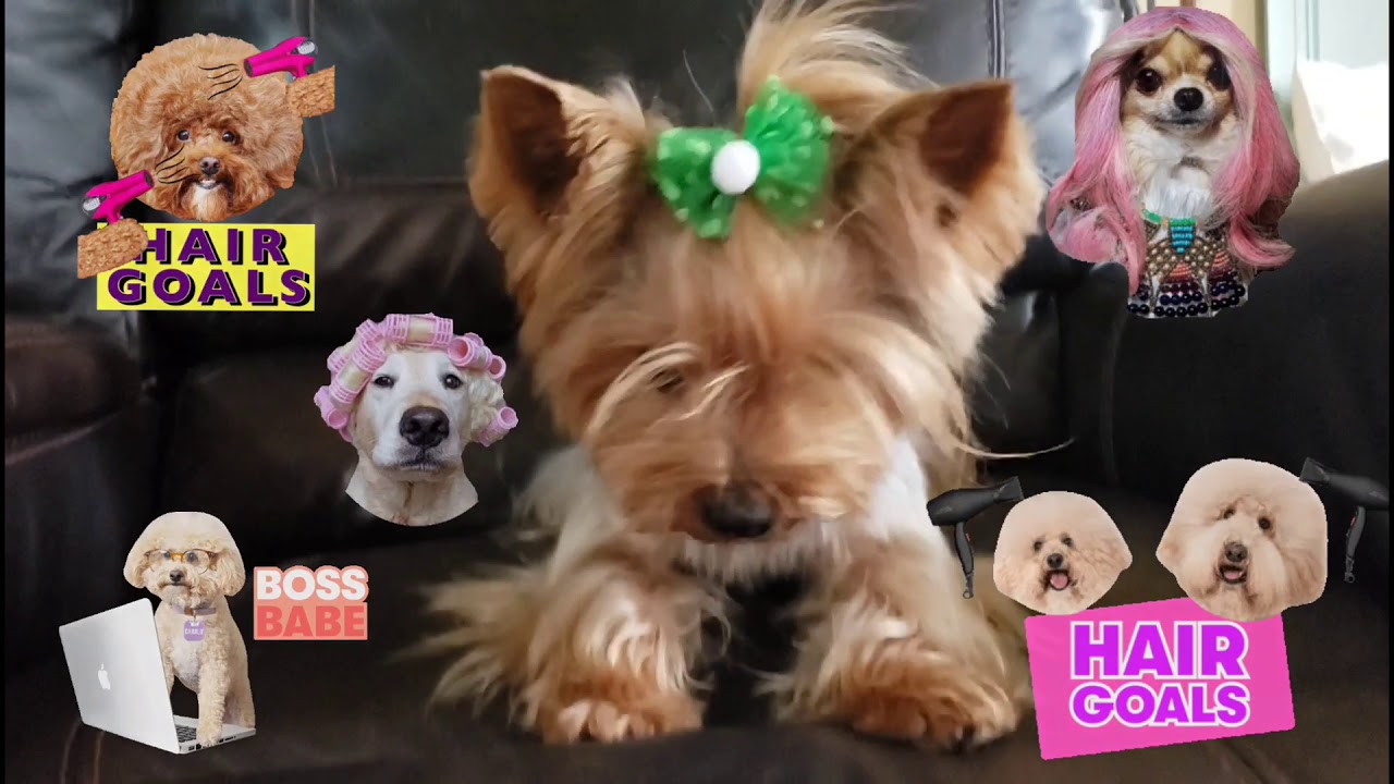 03•04•2020 | Aqua Dogs are Happy Dogs - YouTube
