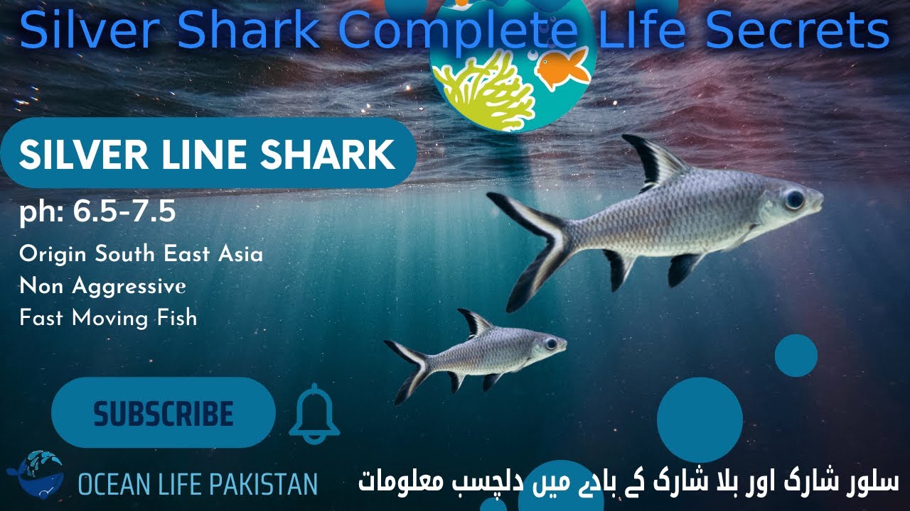 Aquarium Fish Silver Shark Life Secrets | Bala Shark in fish aquarium ...