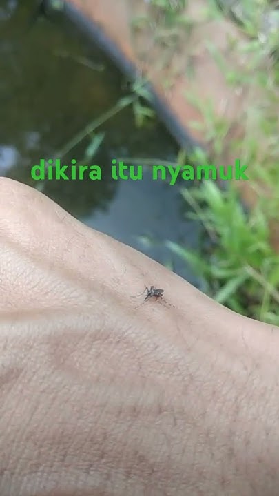 di empang memancing #comedy #funny #memes - YouTube