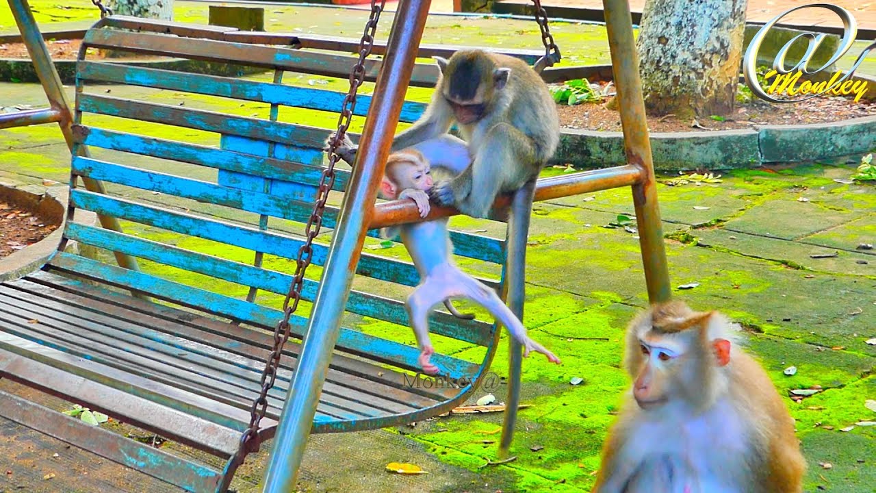 Baby Mily trying to train at the gym with the Bella monkey. - YouTube