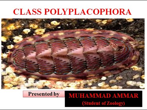 Class Polyplacophora(Chitons) - YouTube
