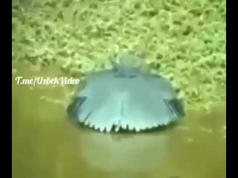 Ramazan ayında gizli su icen quş