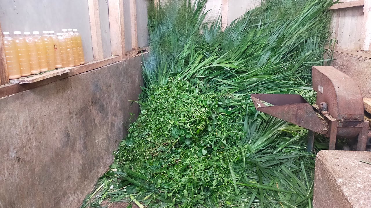 MEMBUAT SILASE SINGKAT RUMPUT BUDIDAYA - YouTube