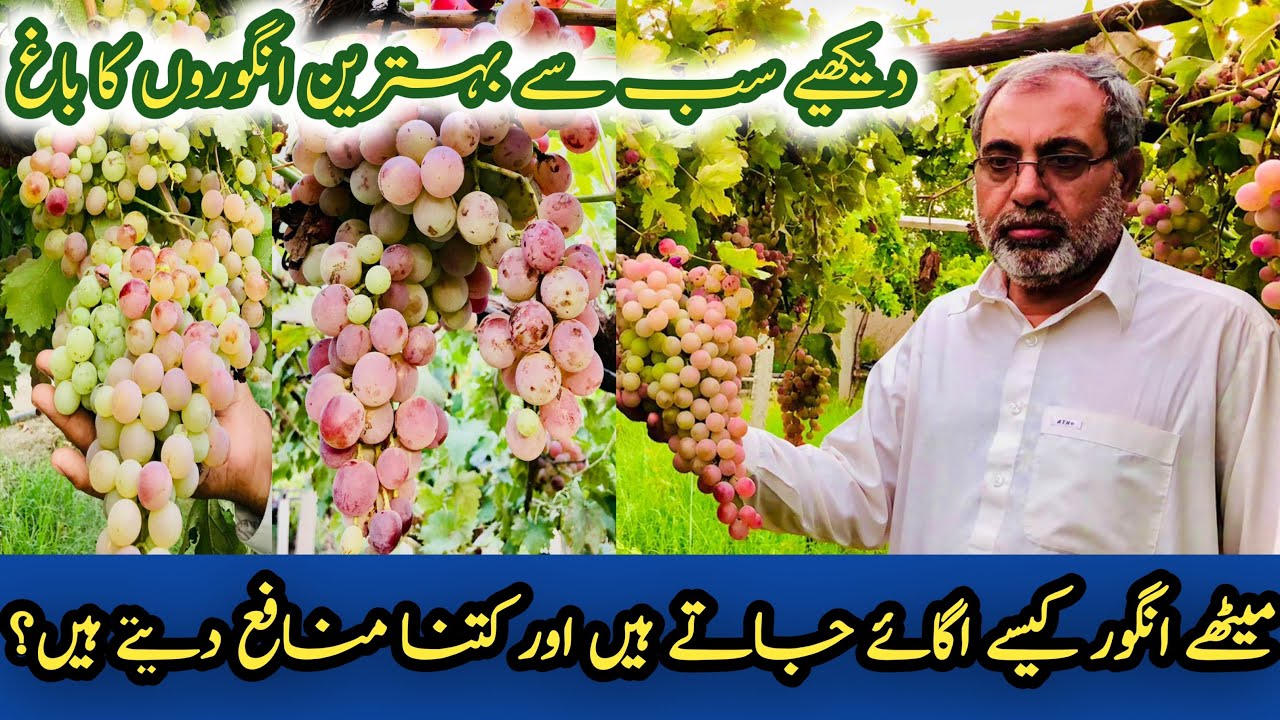 Grapes Sowing Season In Pakistan at Michael Gates blog