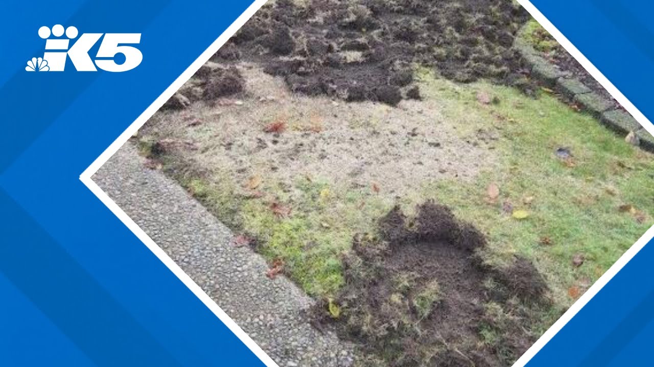 Raccoons, crows destroying lawns across western Washington - YouTube