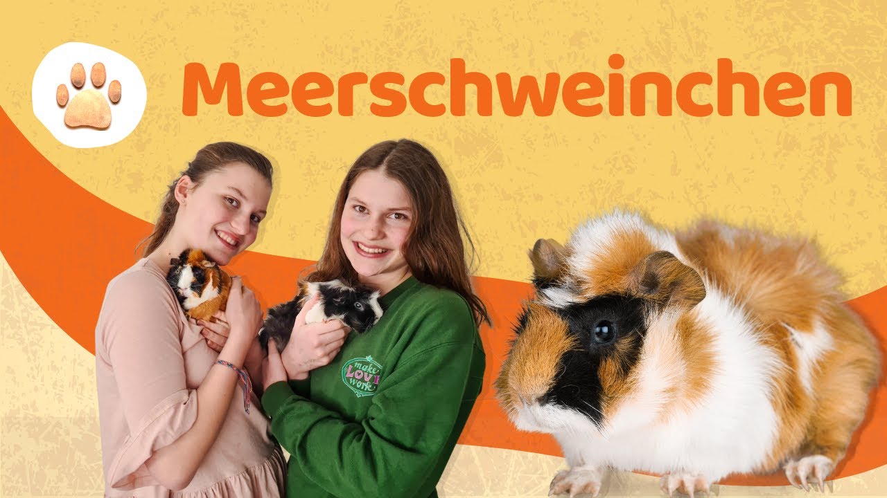 Süße Meerschweinchen 🐹 Mein Haustier l Reportage für Kinde - YouTube