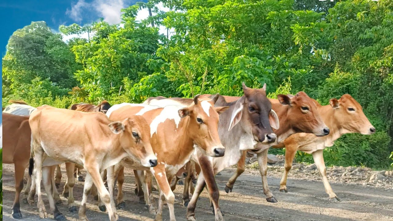 Sapi Lembu Mboo Jinak Pintar Pulang Bergerombolan Mengikuti Kawanan ...