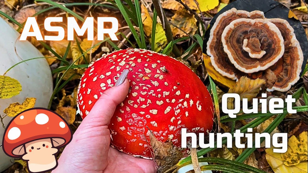 ASMR Mushroom Hunting in Autumn Forest 🍄 | Relaxing Nature Sounds ...