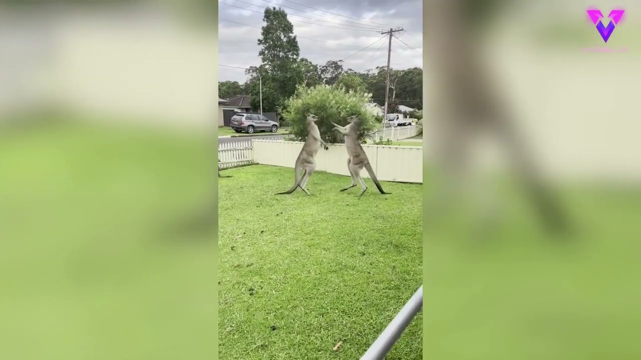 PELEA DE CANGUROS CAPTADO EN VÍDEO (AUSTRALIA) - YouTube