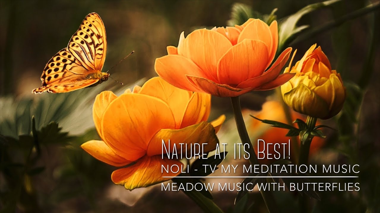 RELAXING MUSIC WITH NATURE SOUNDS - The Meadow Music with Butterflies ...