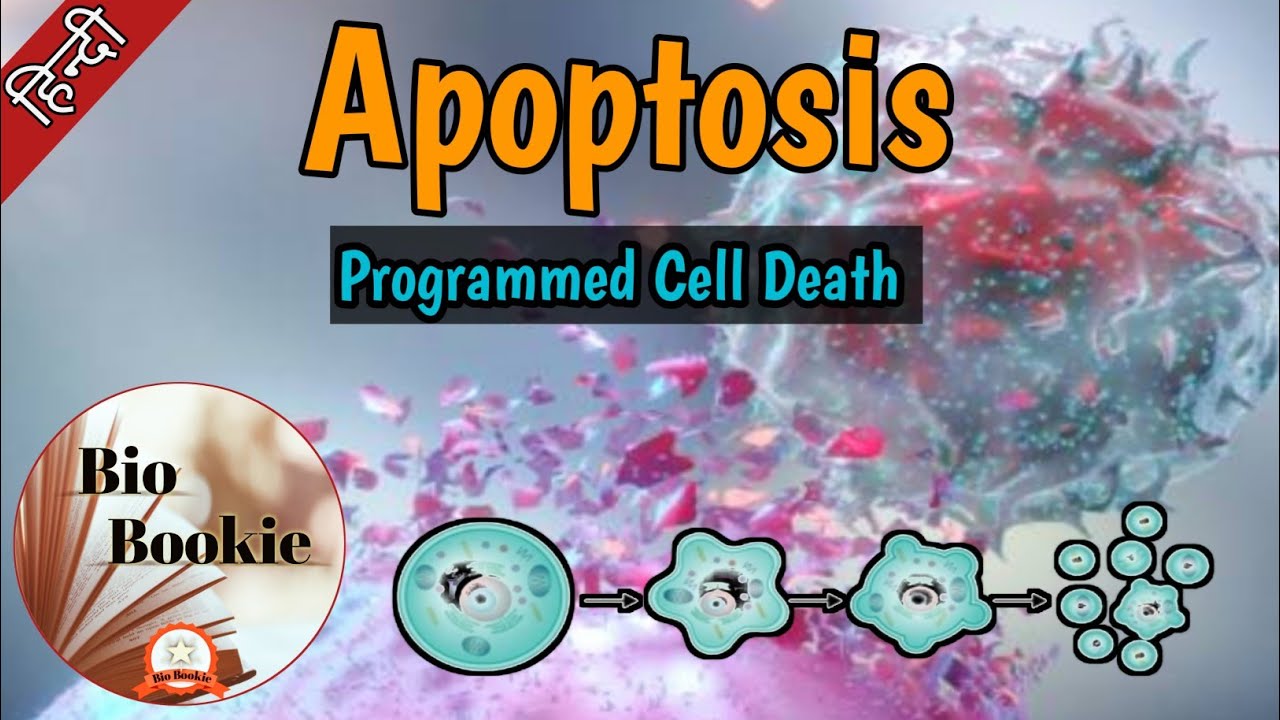 Apoptosis || Programmed Cell Death - YouTube