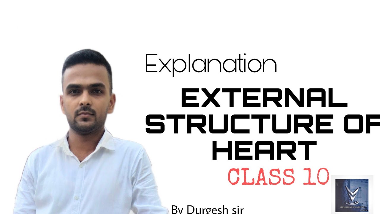 EXTERNAL STRUCTURE OF HEART CLASS 10 LIFE PROCESS BY DURGESH SIR - YouTube
