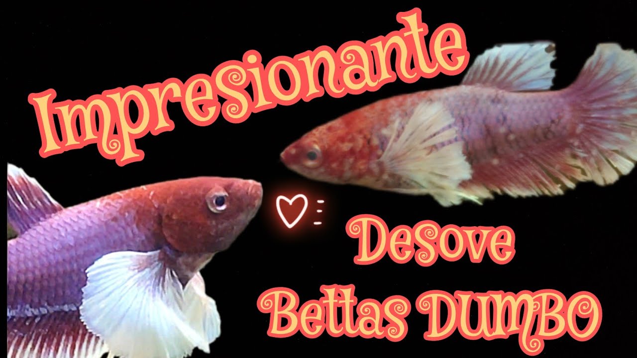 How to (Tutorially) Get an EXITO in the BETTA DUMBO - YouTube