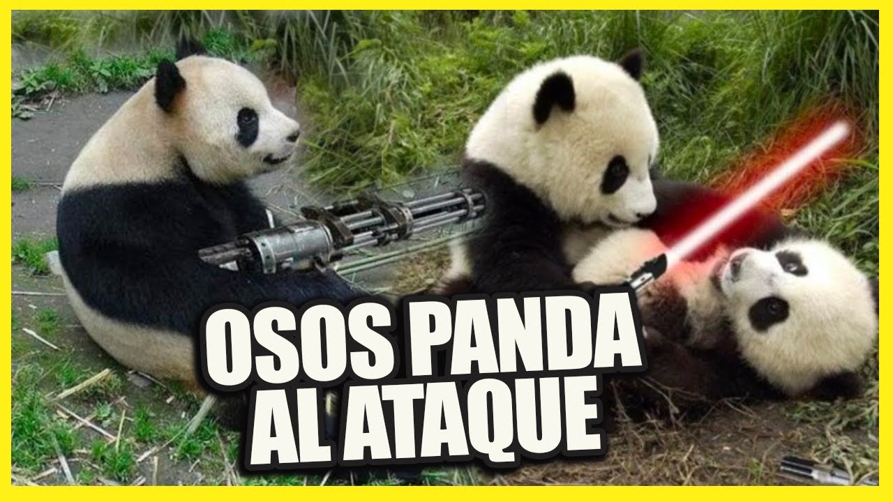 OSOS PANDA AL ATAQUE - YouTube