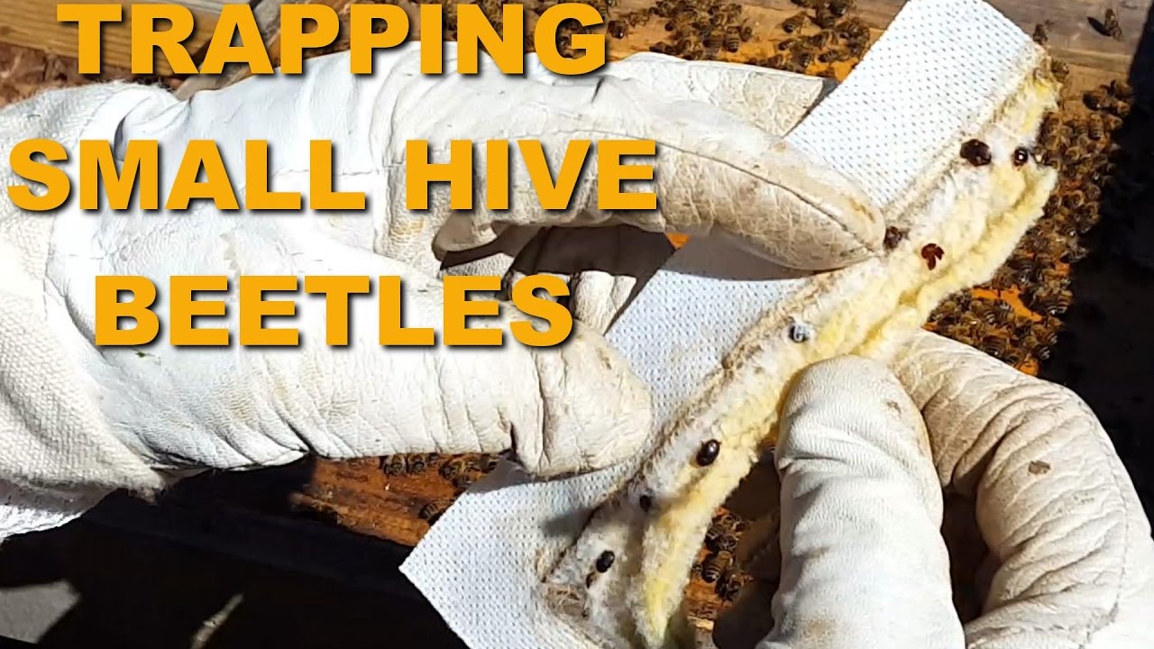 THIS BUG TRAP WORKS! 🐛 🚦 🐝 - YouTube